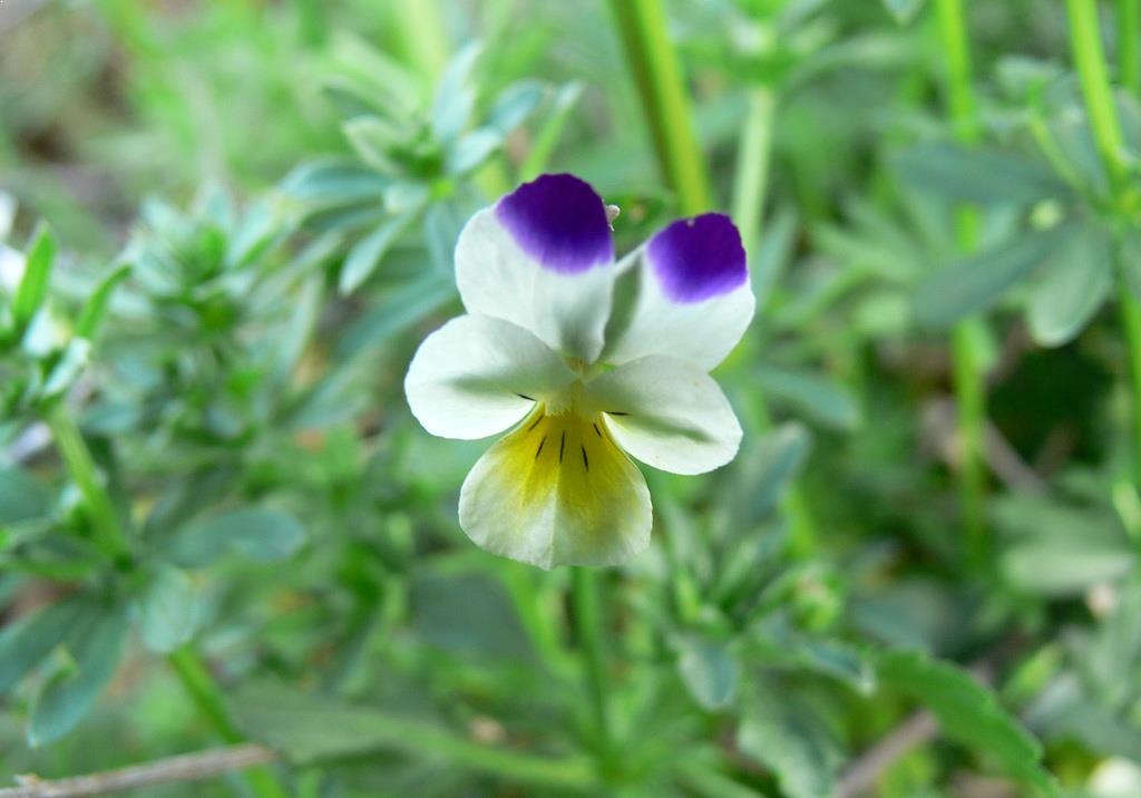Njivska vijolica | Syngenta | Slovenija