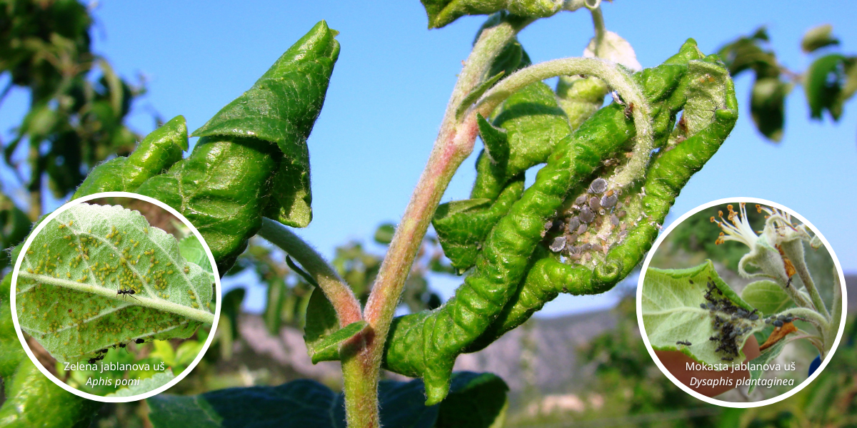 Listne uši na jablani | Syngenta Slovenija