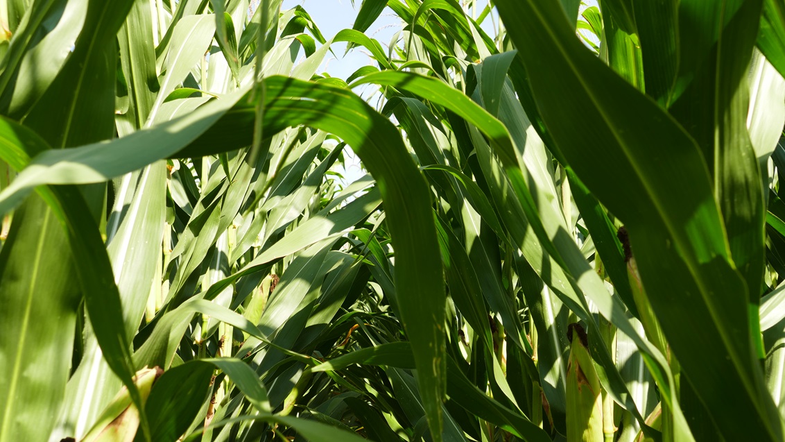 STAY-GREEN efekt | Syngenta | Slovenija